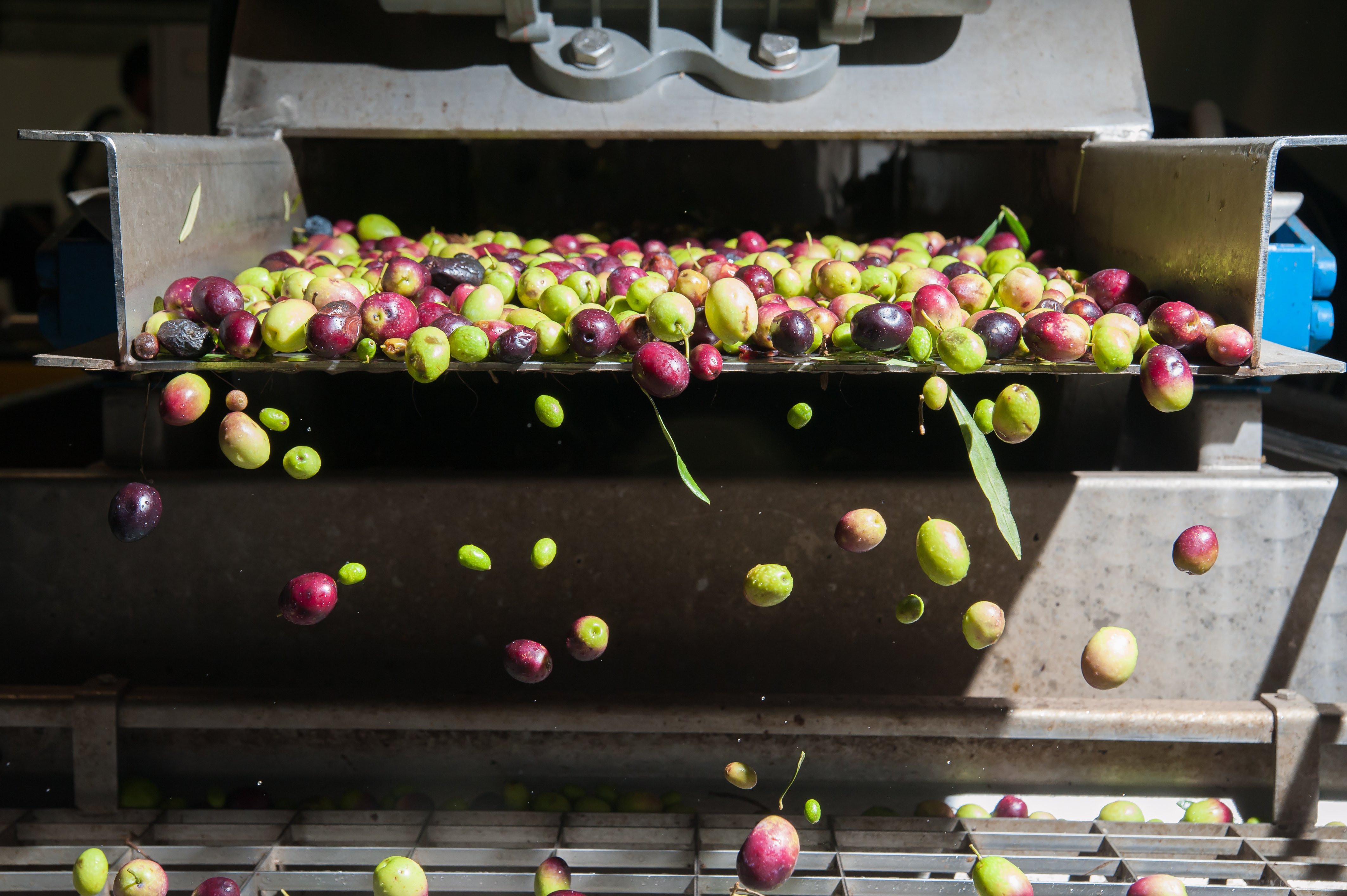 Improve Free-Fall Food Sorting with Prism-Based Line Scan Cameras