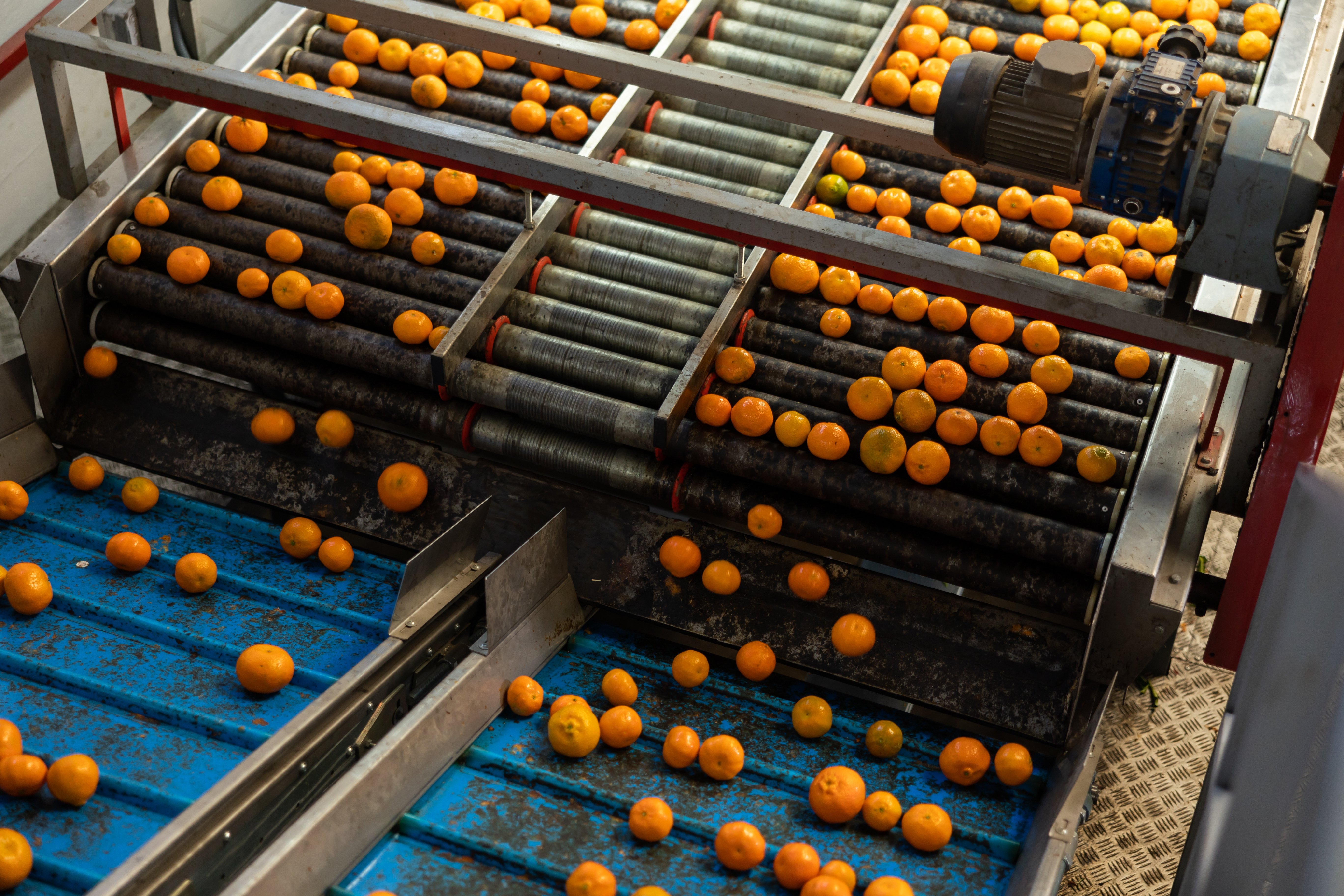 Improving food safety and quality in fruit sorting and grading with ...